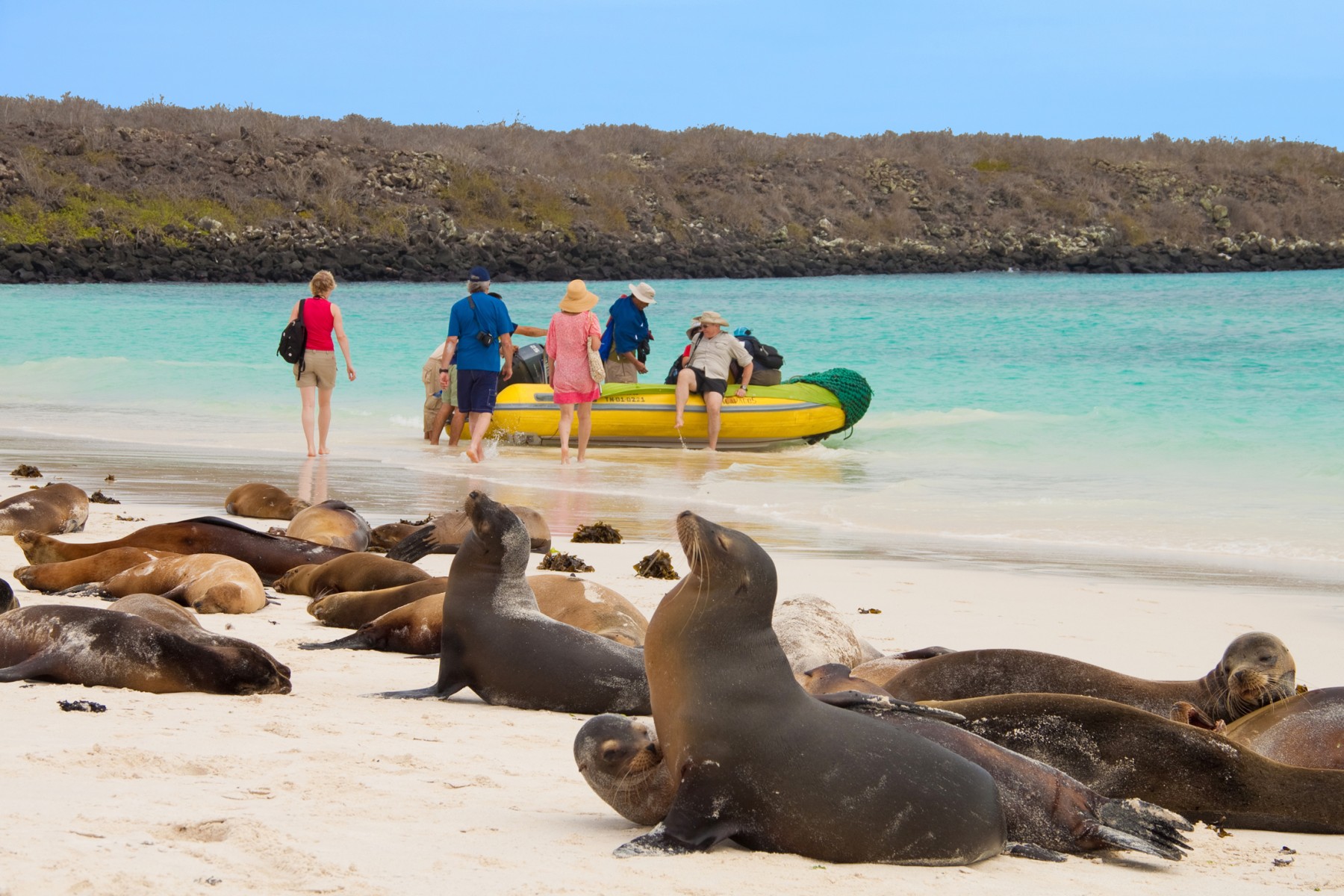 Fernandina Insel Galapagos Visit Fernandina Island: 2025 Travel Guide